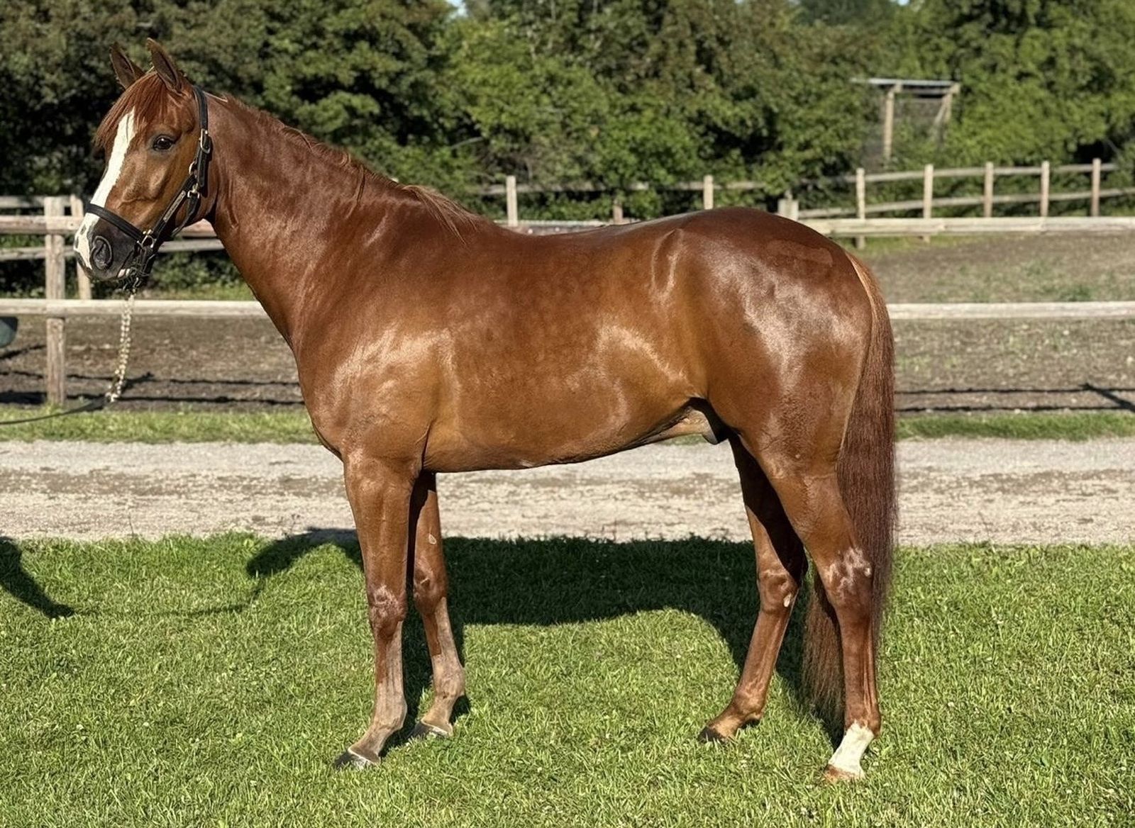 Maco Toro – Travera.nu