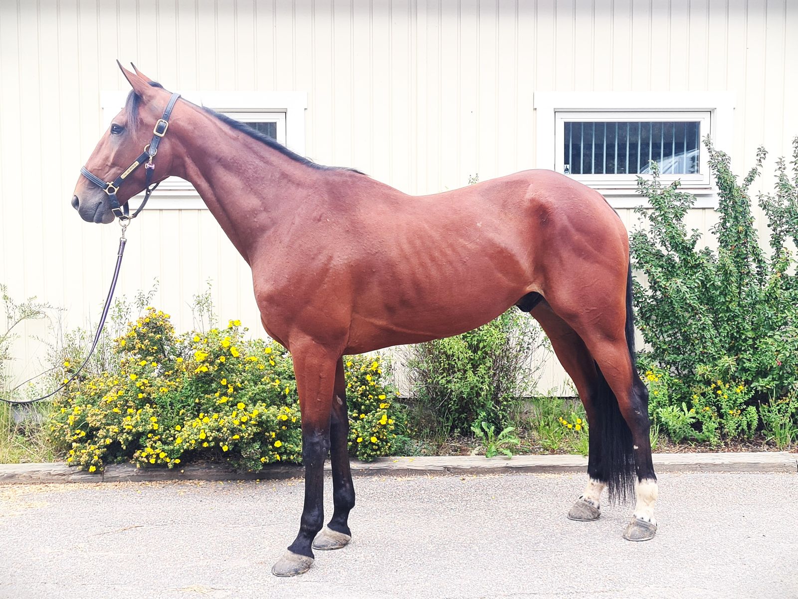 Trumpie – Travera.nu