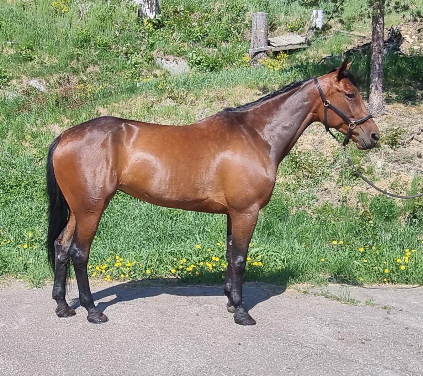 Didicoy – Travera.nu