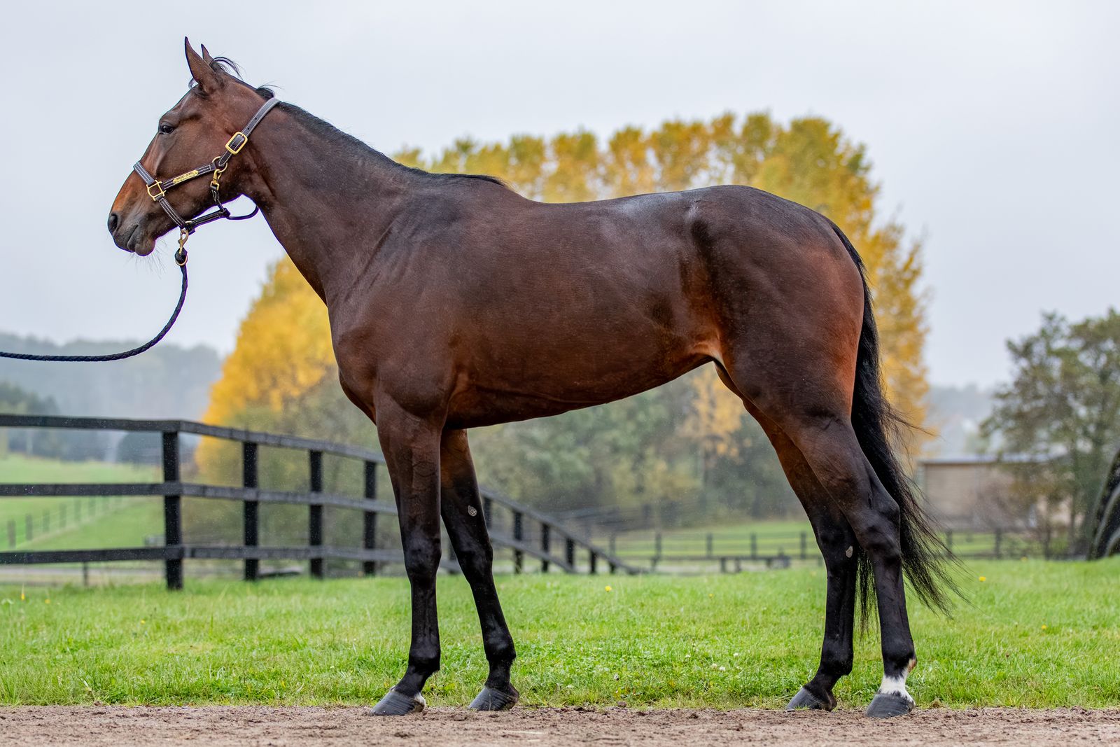 Magic Jewel – Travera.nu