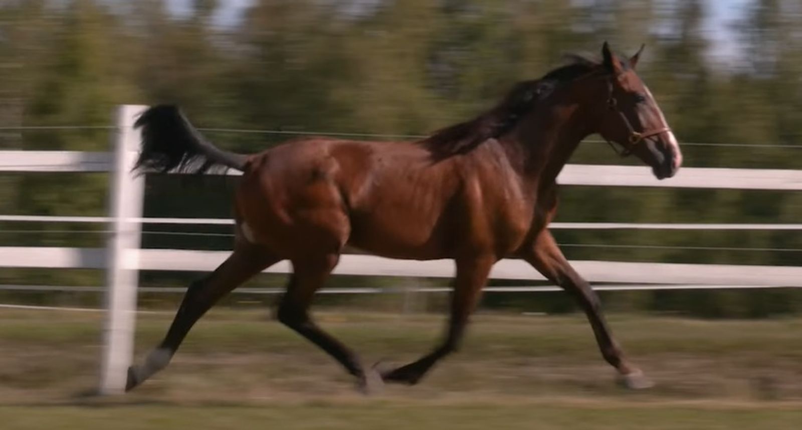 Patrich Match – Starinitan varsahuutokauppa – Partnerauktion – Travera.nu