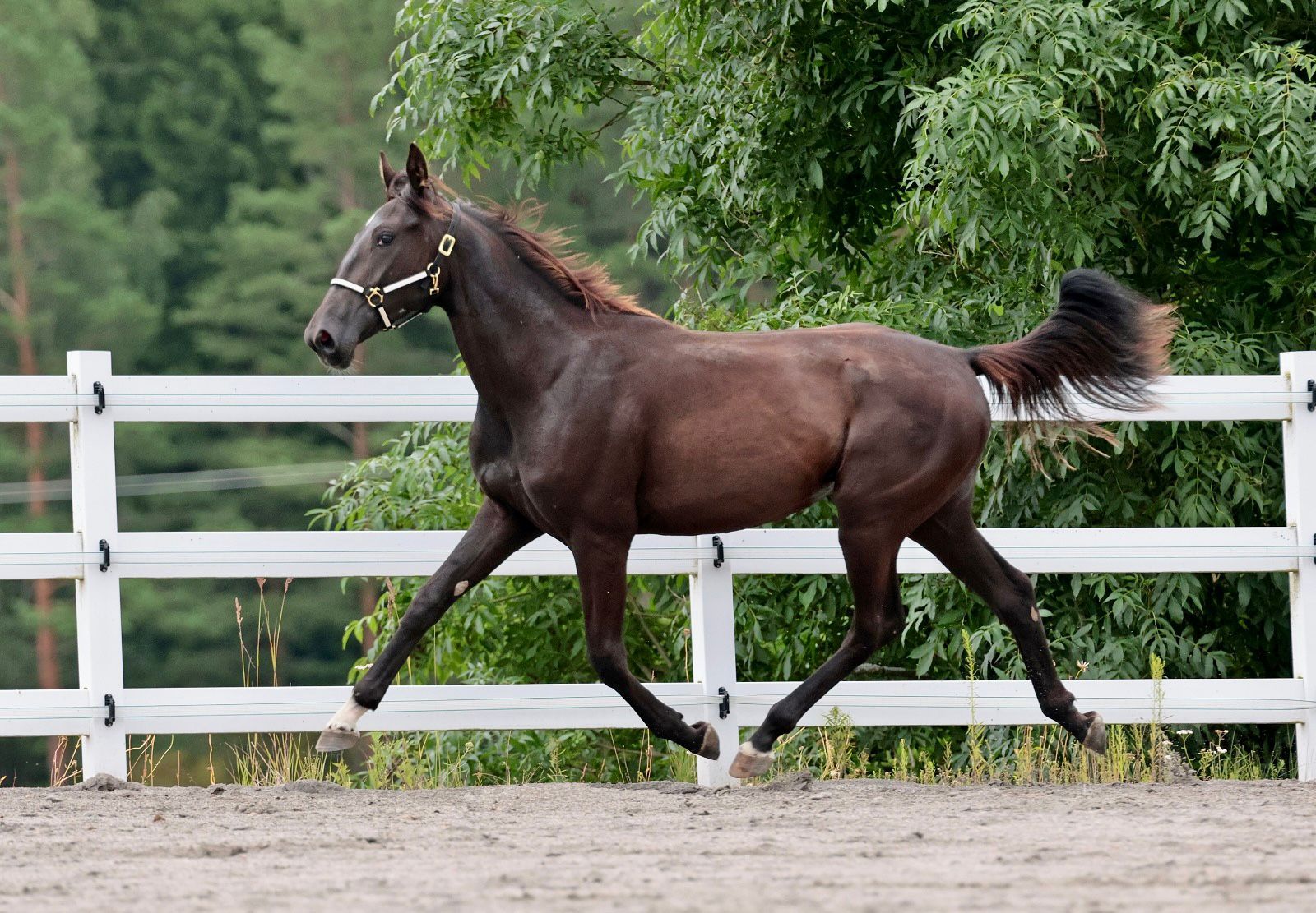 Honey Combo – Starinitan varsahuutokauppa – Partnerauktion – Travera.nu