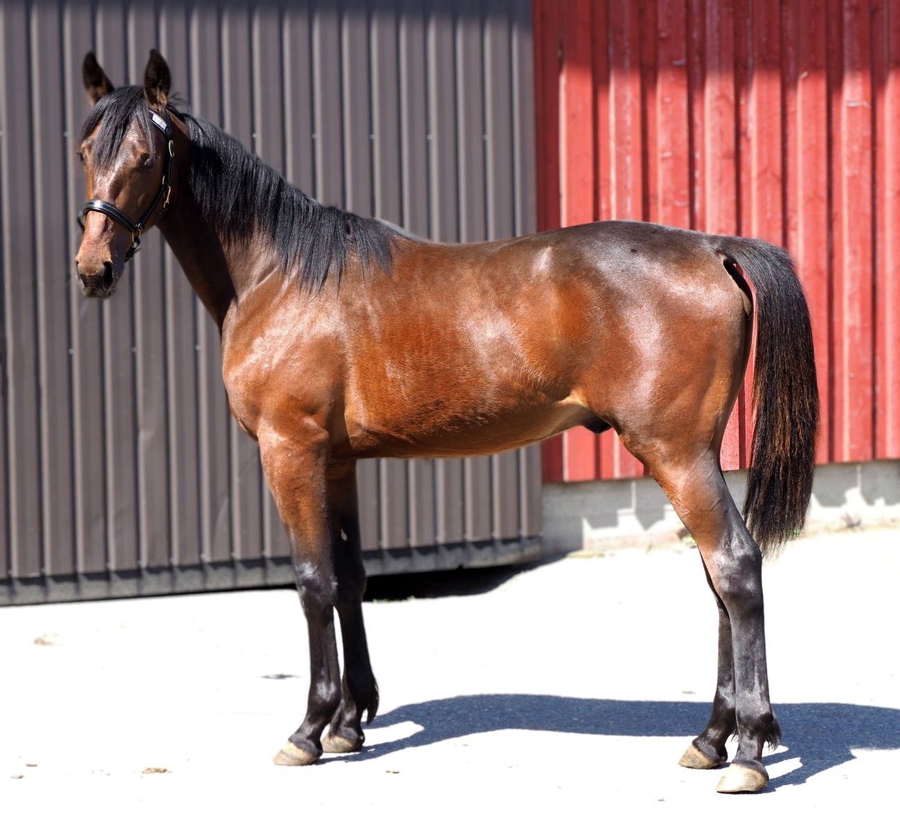 Wild Deville – Starinitan varsahuutokauppa – Partnerauktion – Travera.nu