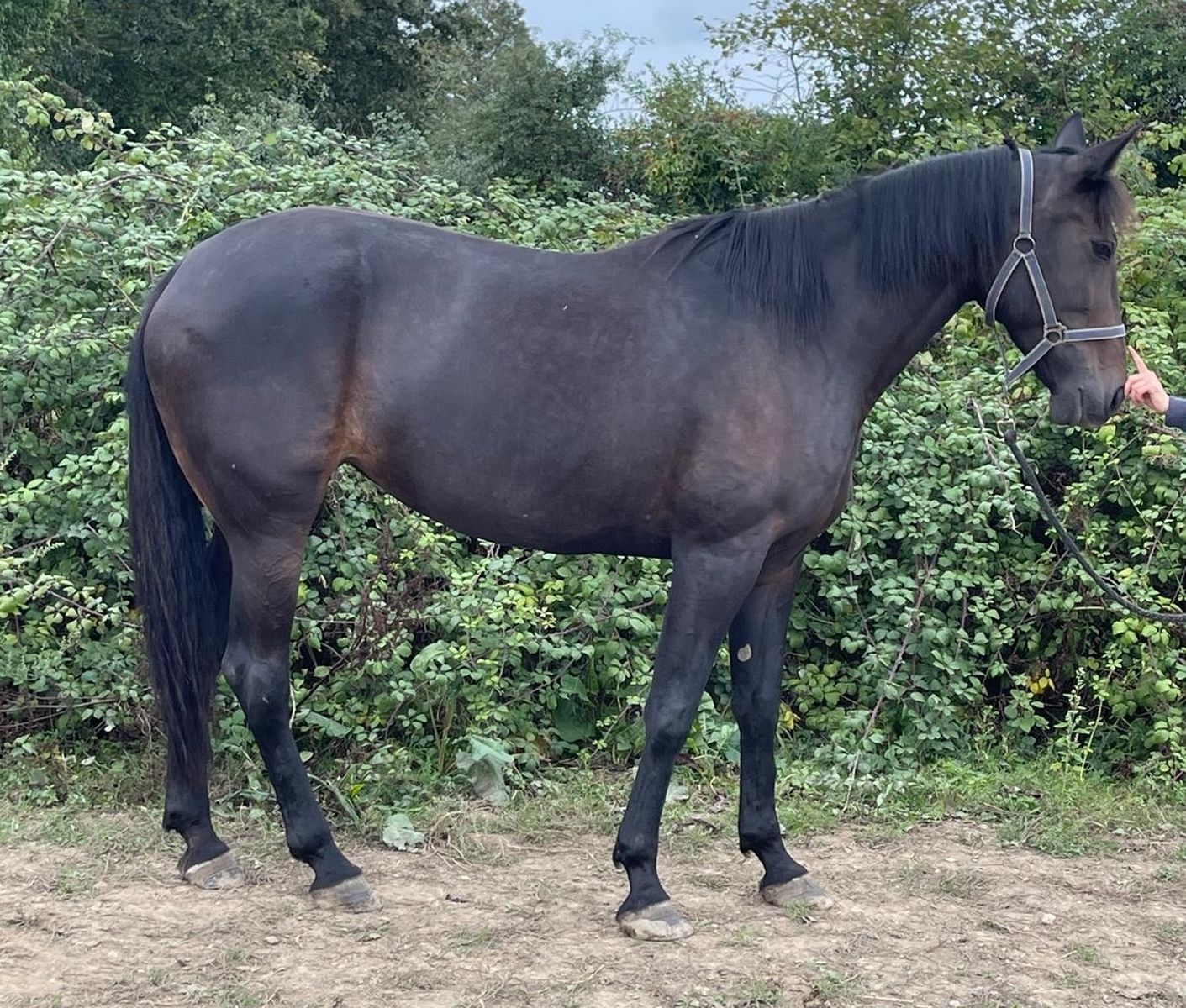 Angel Investor (US) – Travera.nu