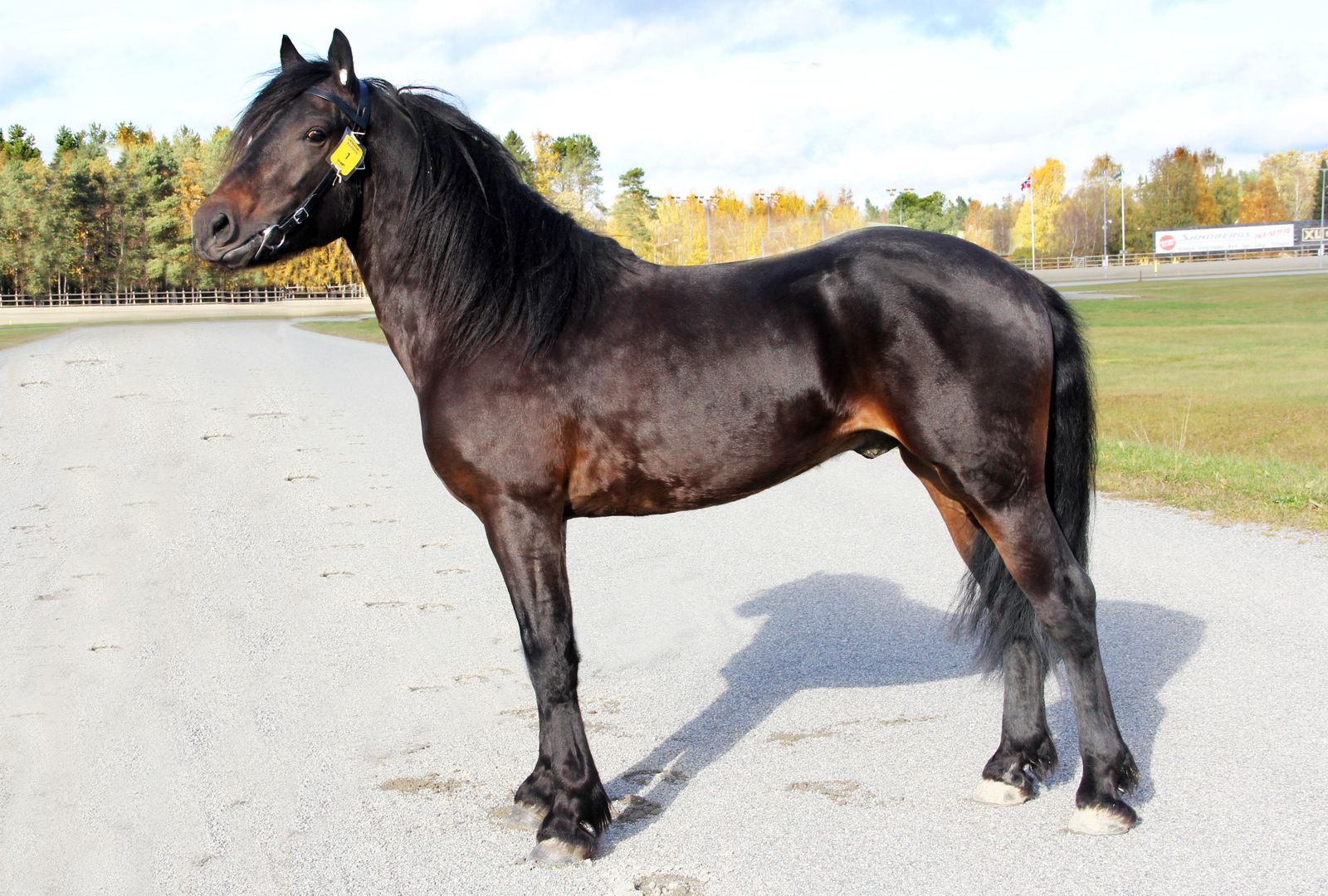 Järvsörappen – Travera.nu