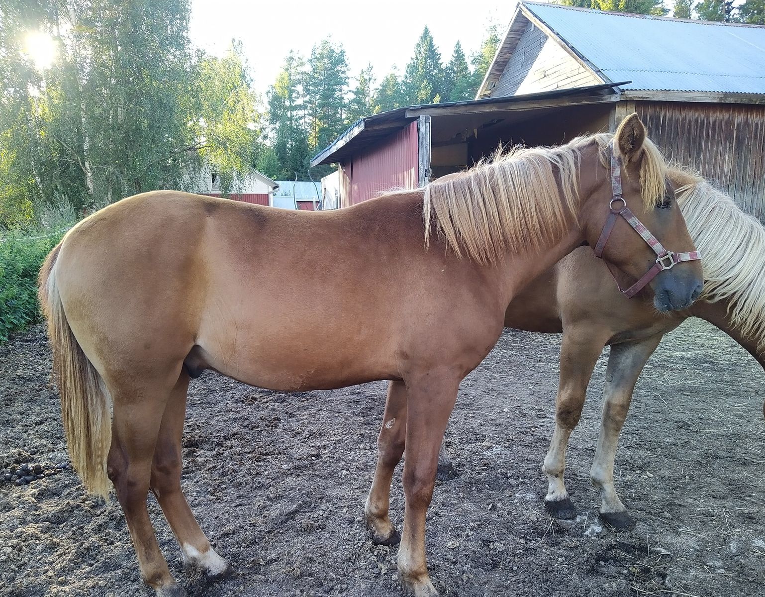 Ohran Kunkku – Starinitan varsahuutokauppa – Partnerauktion – Travera.nu