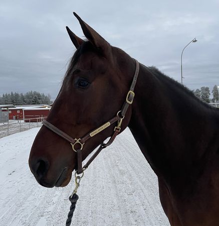 Angus Rice – Travera.nu