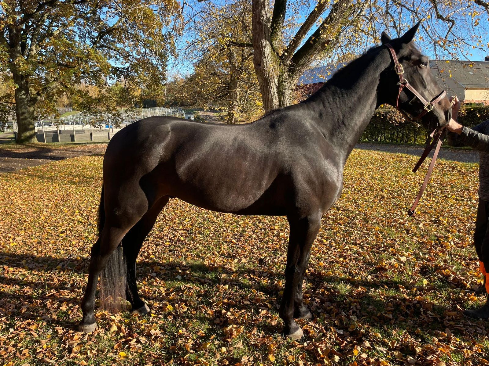 Västerbo Athos – Travera.nu