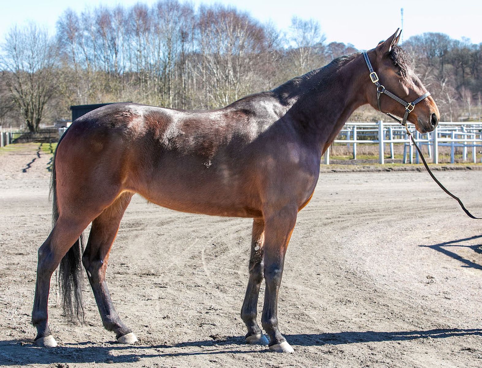 Banzai Face – Travera.nu