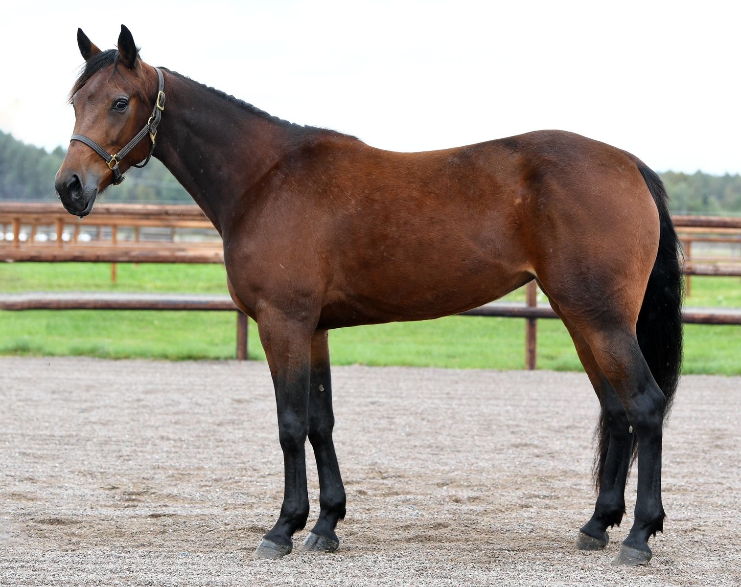 Bellatrix – Travera.nu