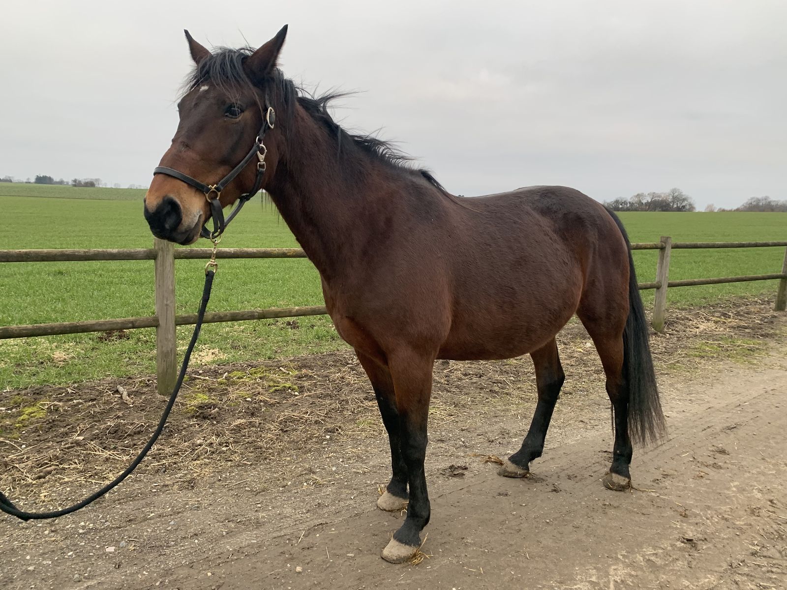 Tiny Pearl – Travera.nu