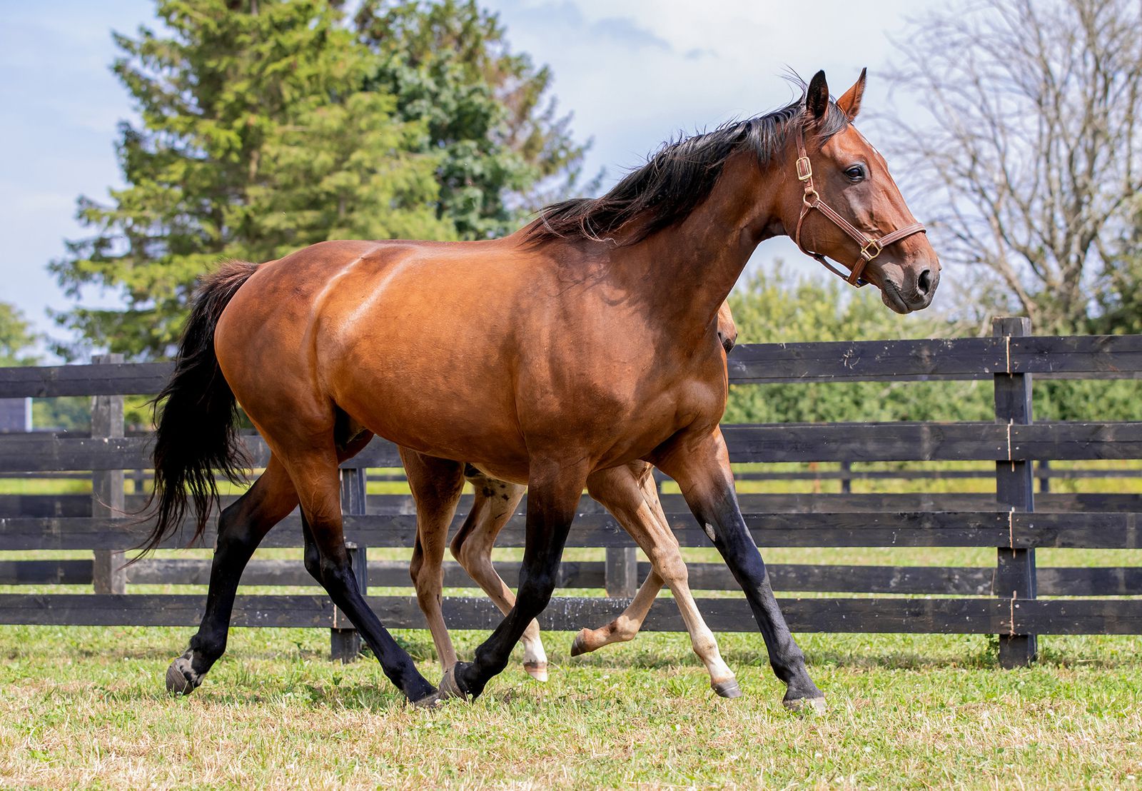 Bobtail – Travera.nu