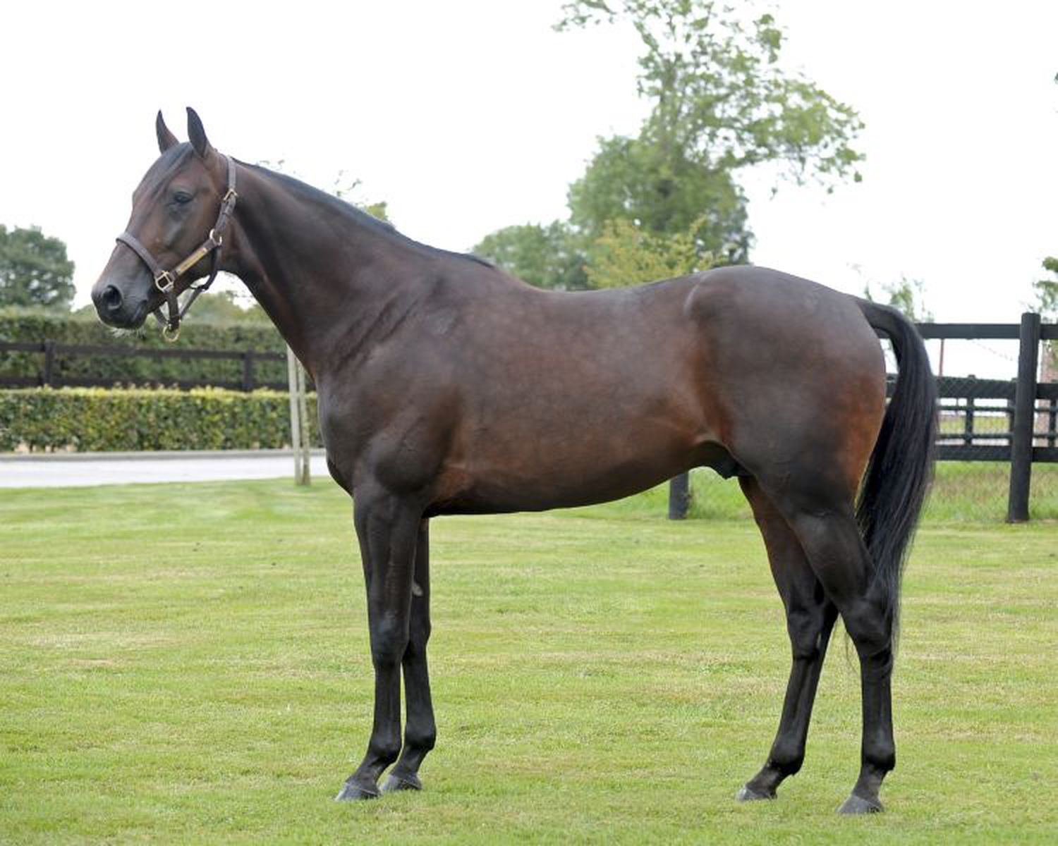 Bold Eagle - betäckningsrätt – Travera.nu