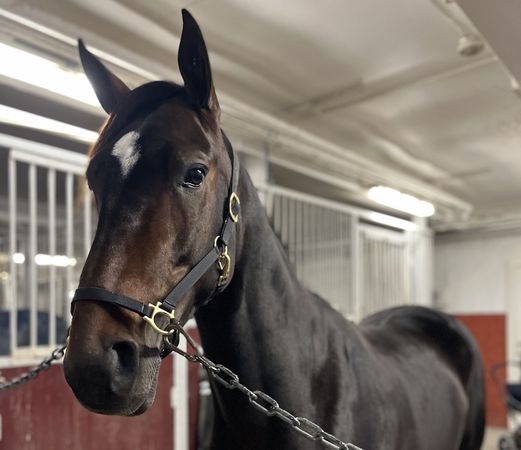 Bolt Kronos – Travera.nu