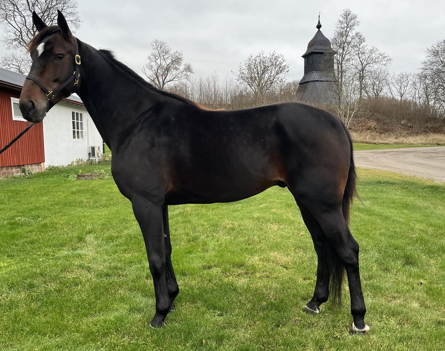 Bolt Kronos – Travera.nu