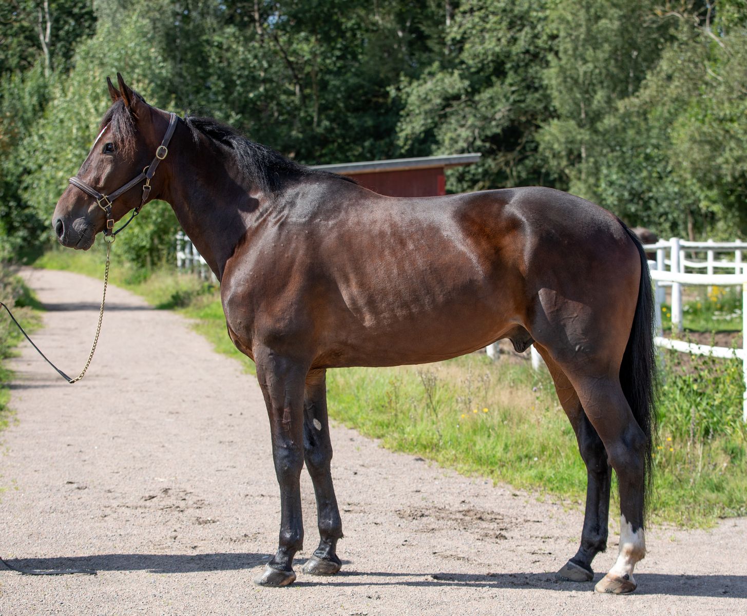 Capriccio d'Amore* (IT) – Travera.nu