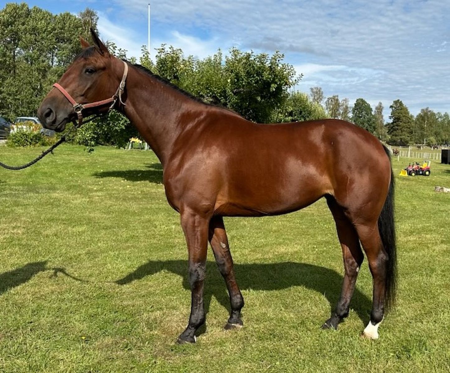 Carrah – Travera.nu