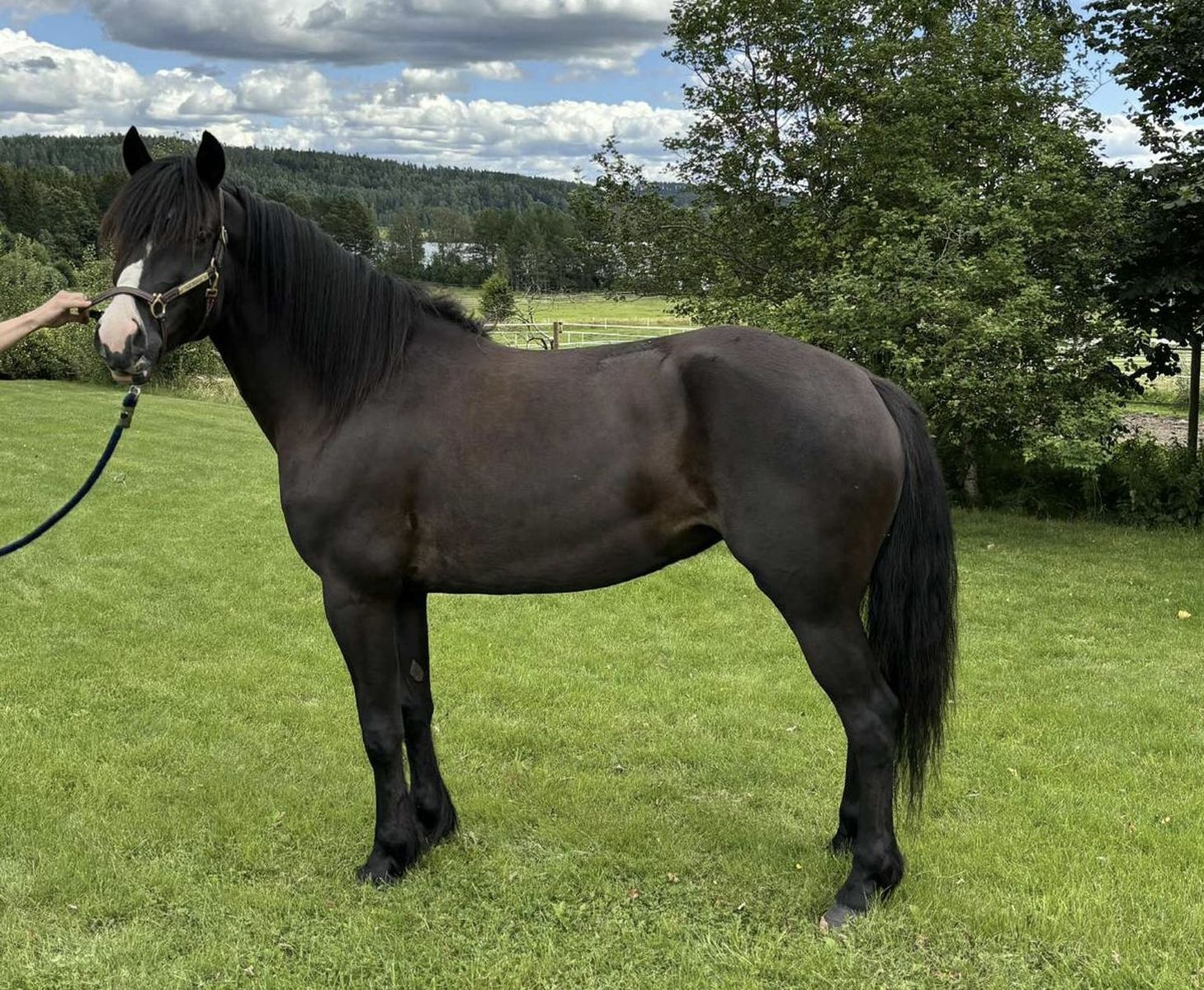 Re Gatta – Travera.nu