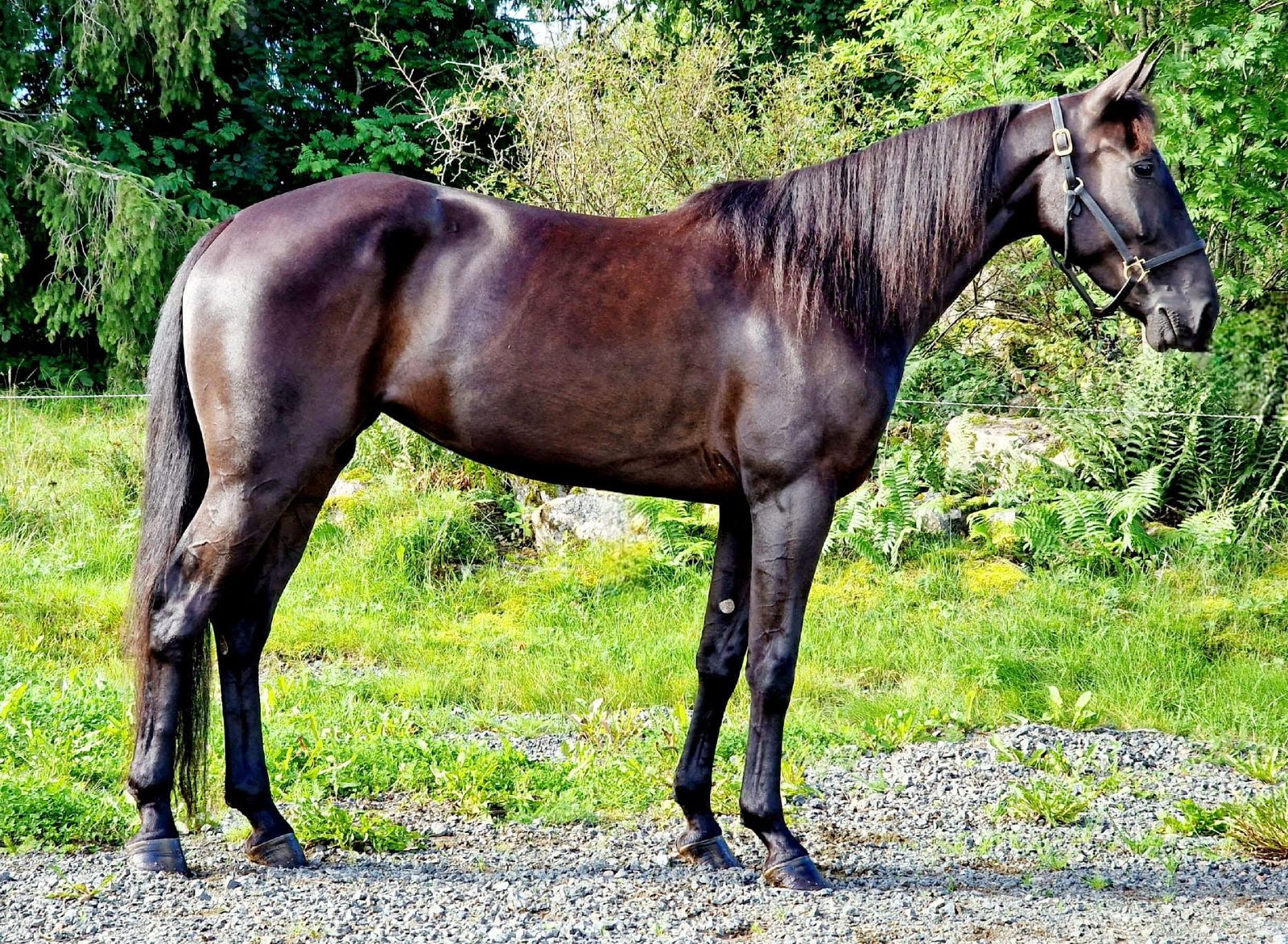 Doer Shallow (IT) – Travera.nu