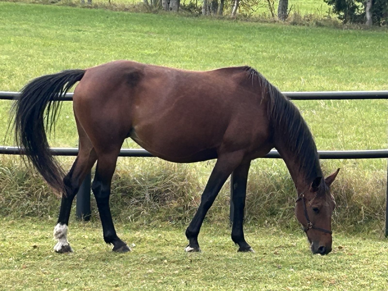 Emmylou – Travera.nu