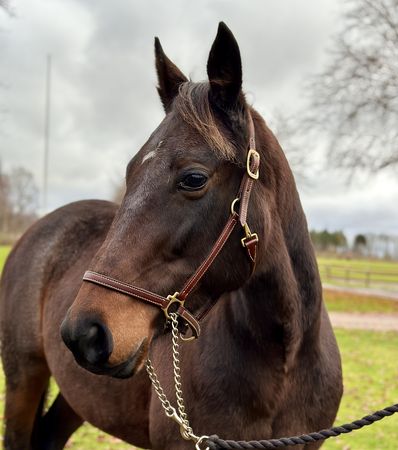 Famous Pace – Travera.nu