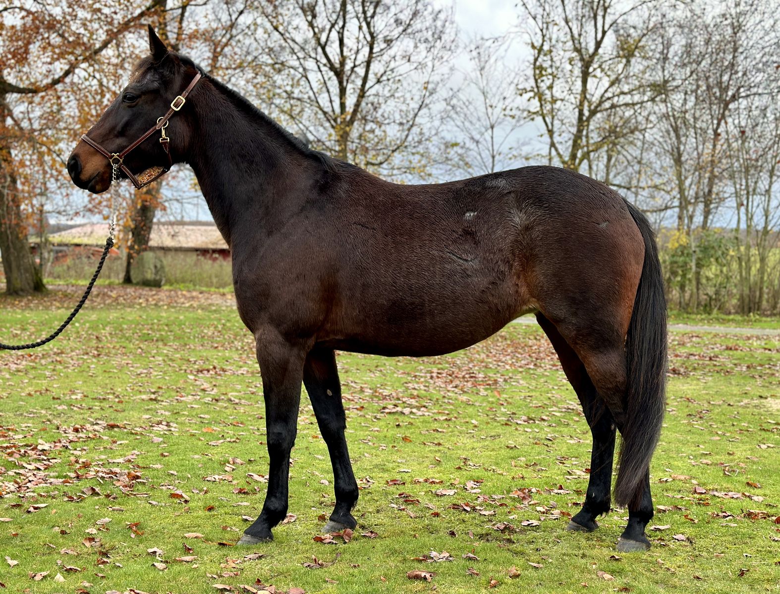 Famous Pace – Travera.nu