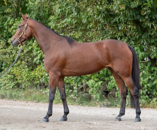 Generator – Travera.nu