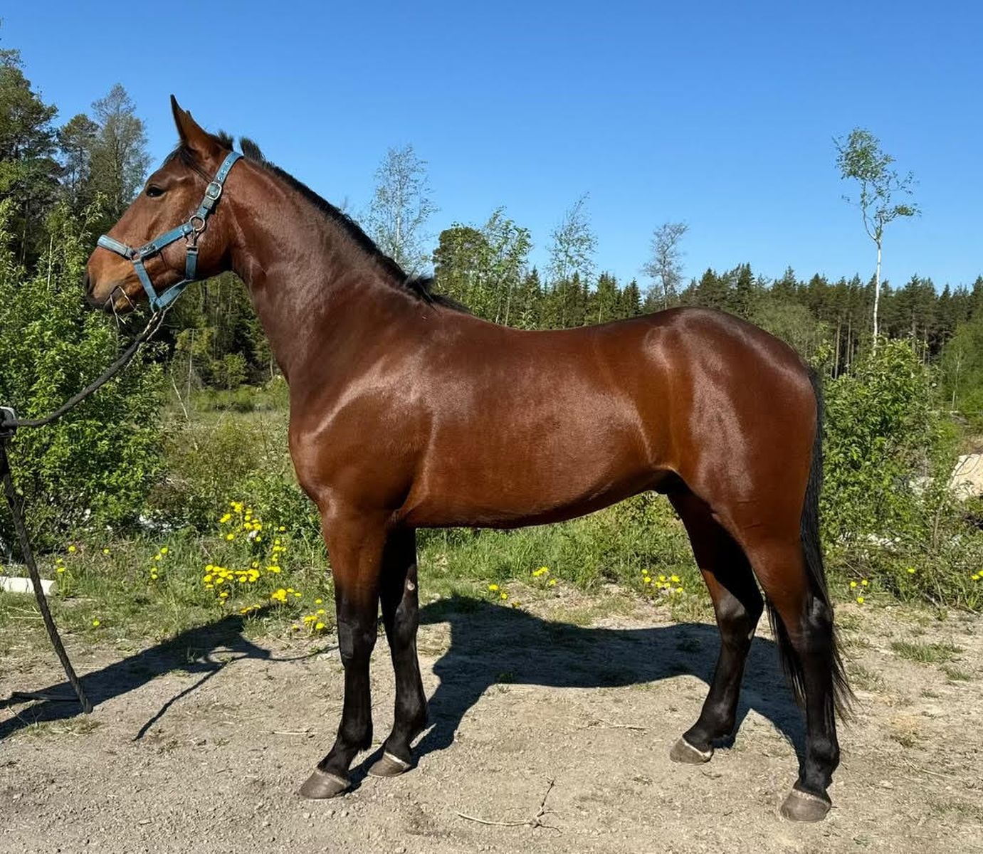 Gideon Vendil – Travera.nu