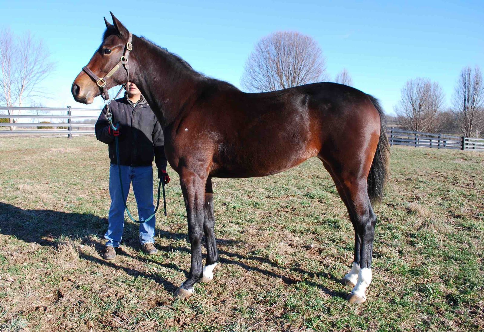 Girly Cocktail (US) – SRF Stable 5 november – Partnerauktion – Travera.nu