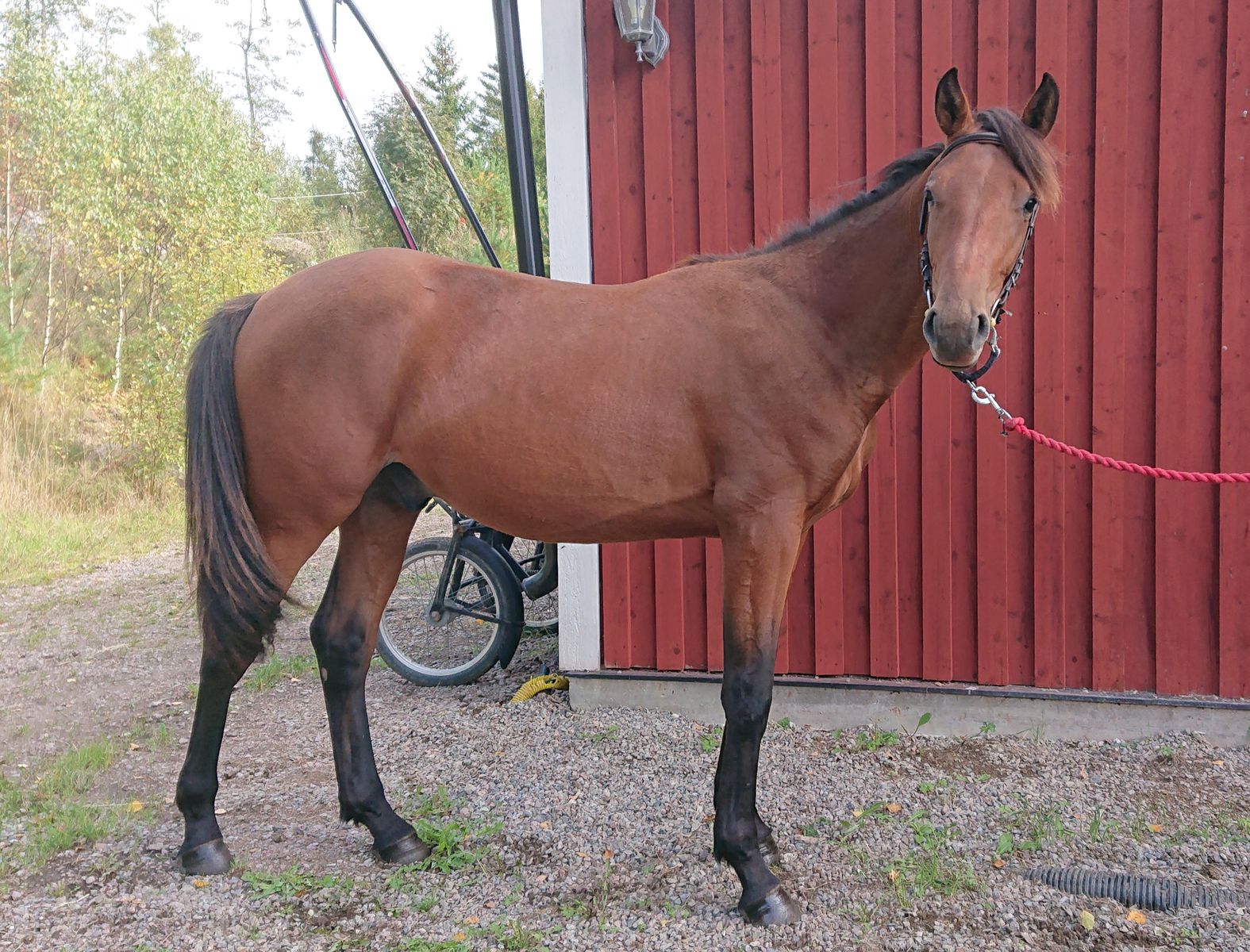 Giant Goldman – Travera.nu