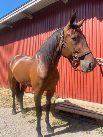 Hailey Rich – Travera.nu