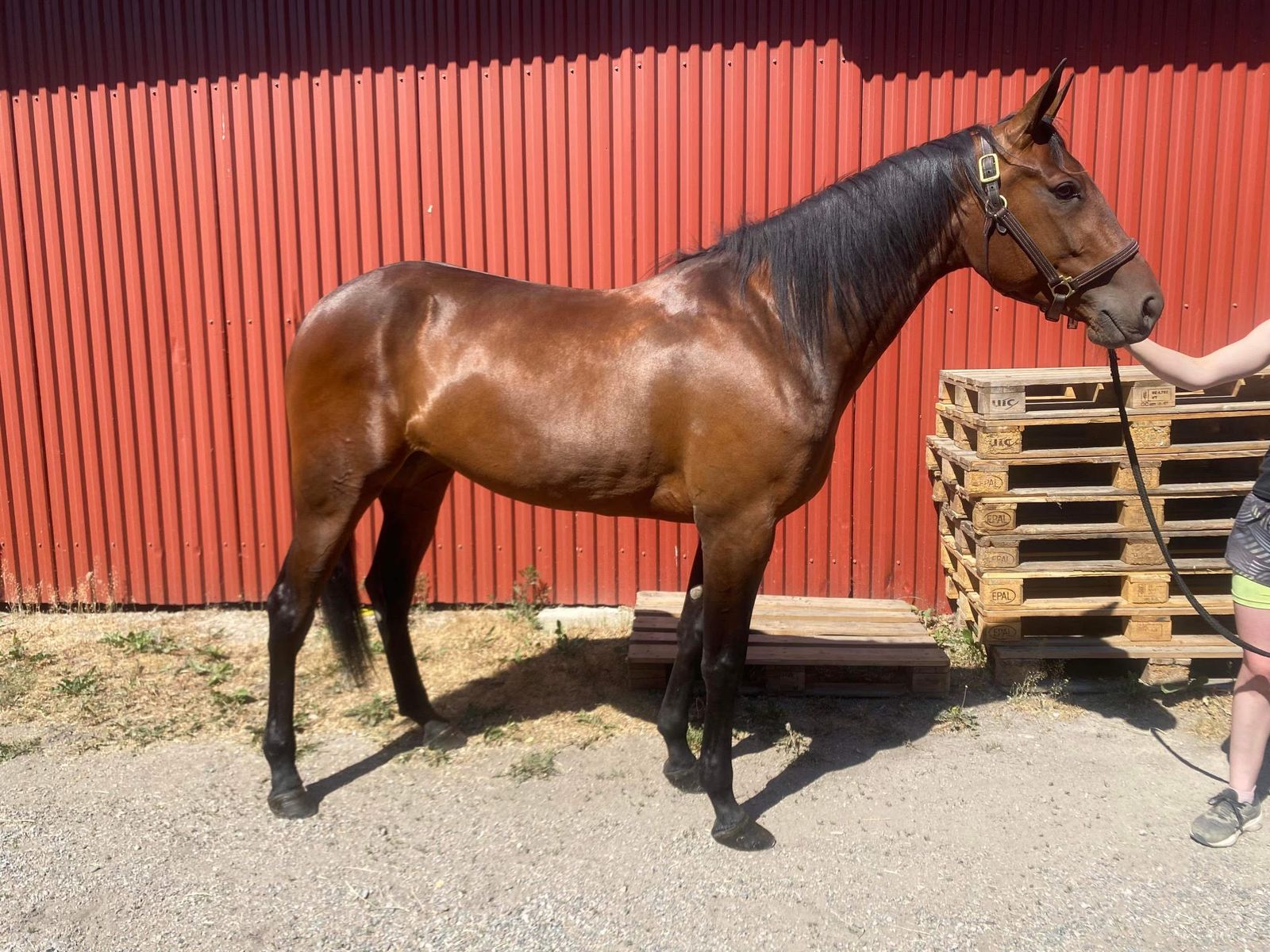 Hailey Rich – Travera.nu