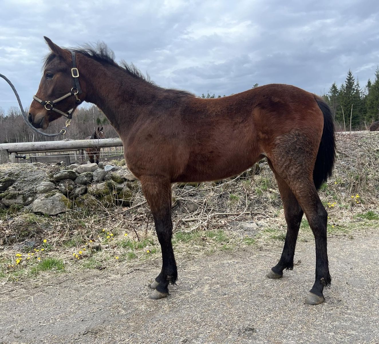 Denco's Hurricane – Travera.nu