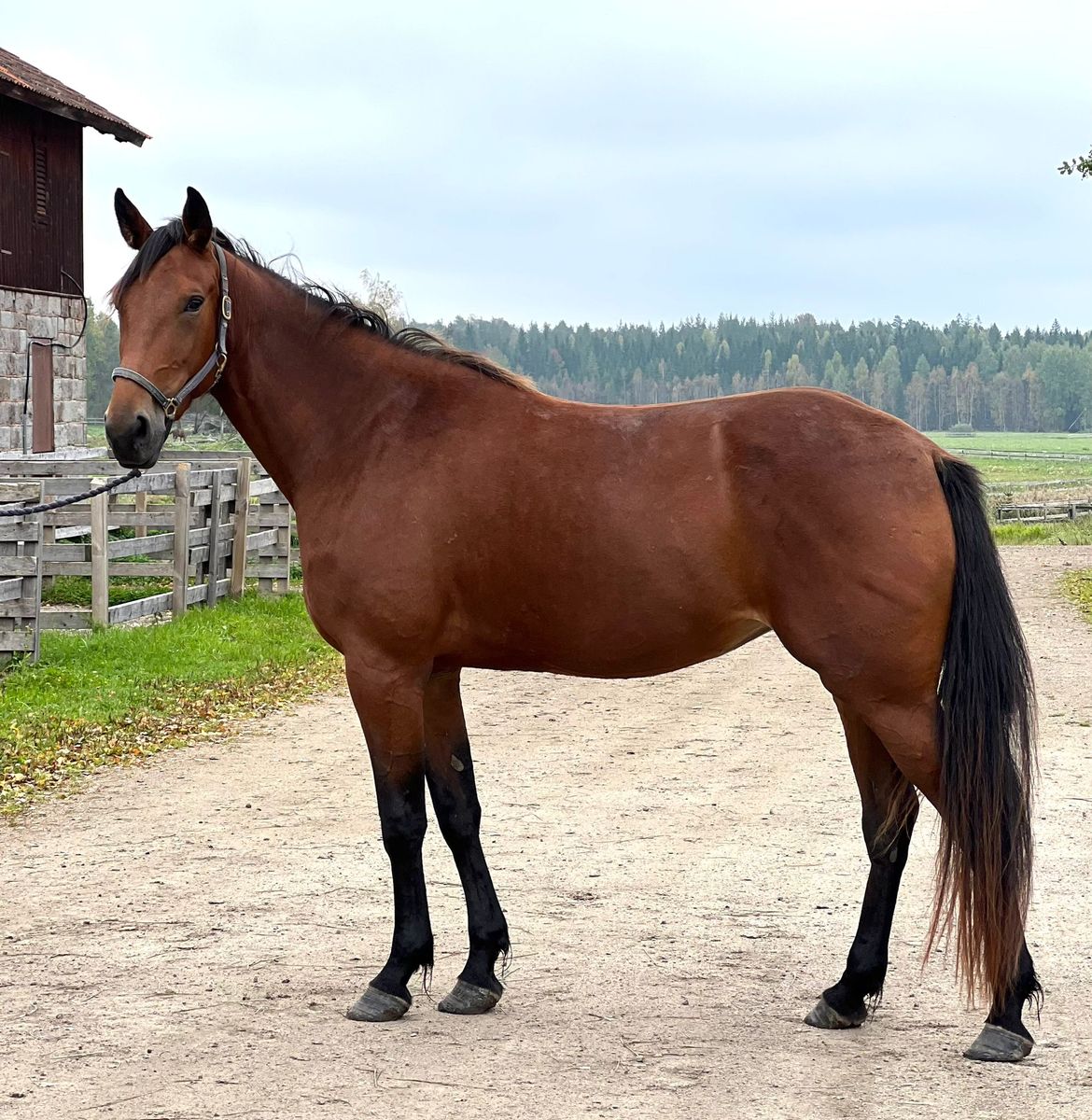 Animi – Travera.nu