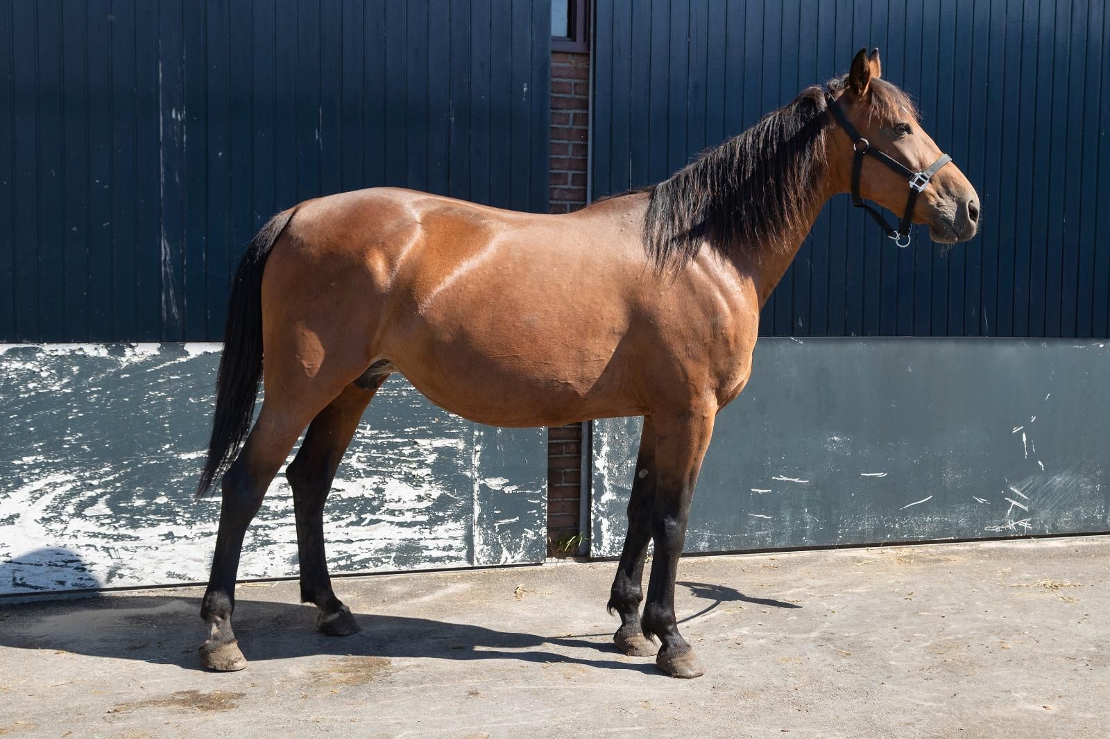 Impressive Lady* (DE) – Travera.nu