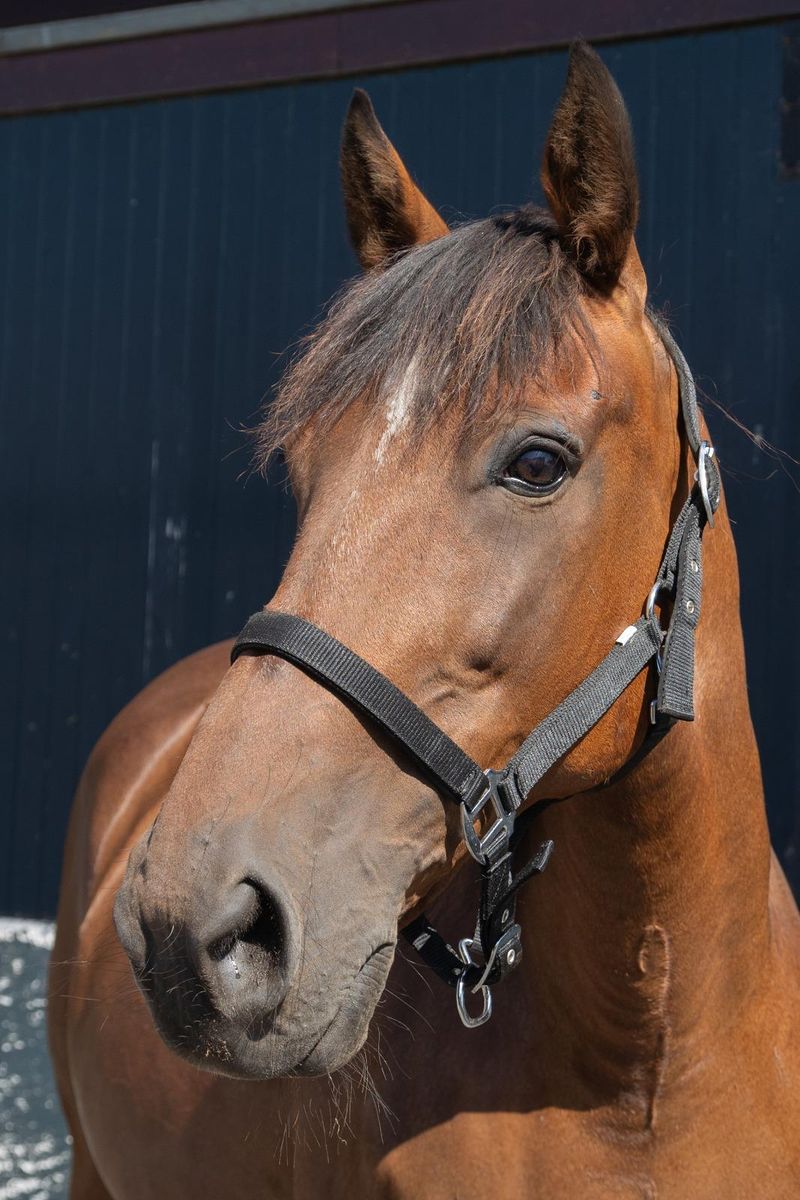 Impressive Lady* (DE) – Travera.nu
