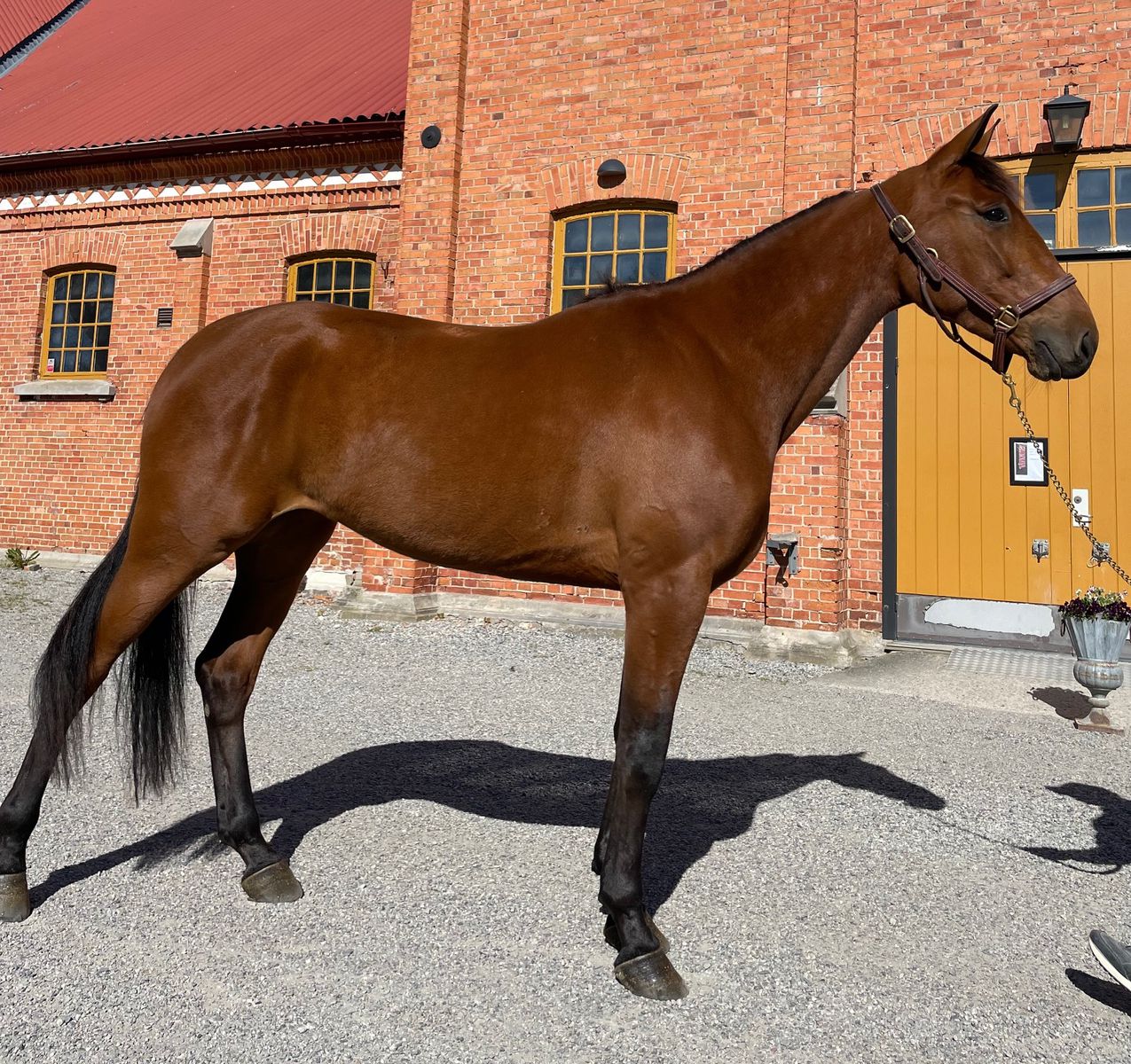 Ruby of Alexandria – Travera.nu