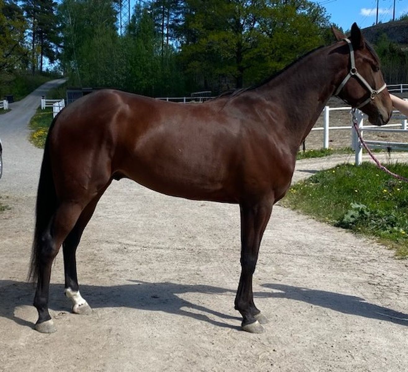 Rhapsody Tooma – Travera.nu