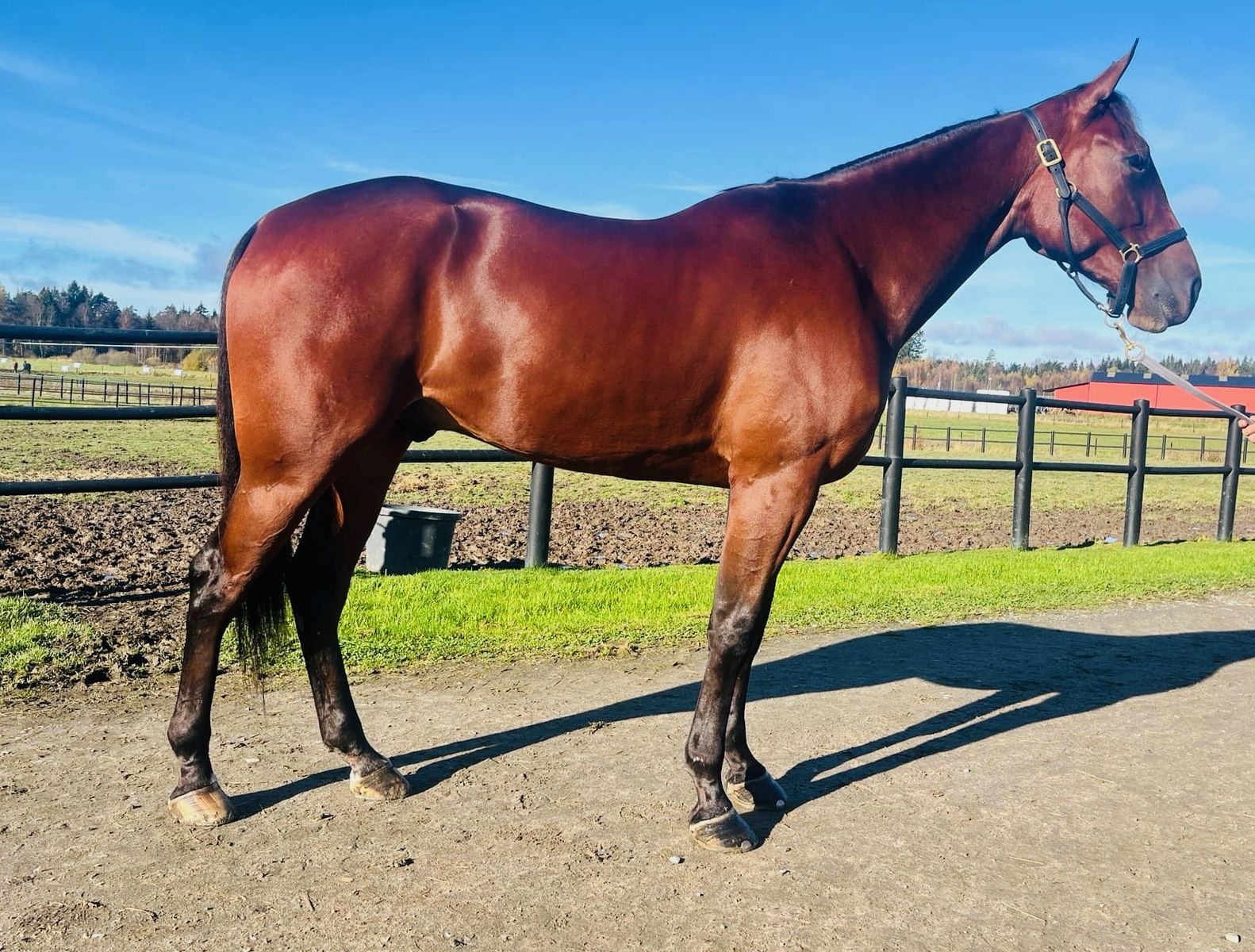 Sultan of Sand – Travera.nu