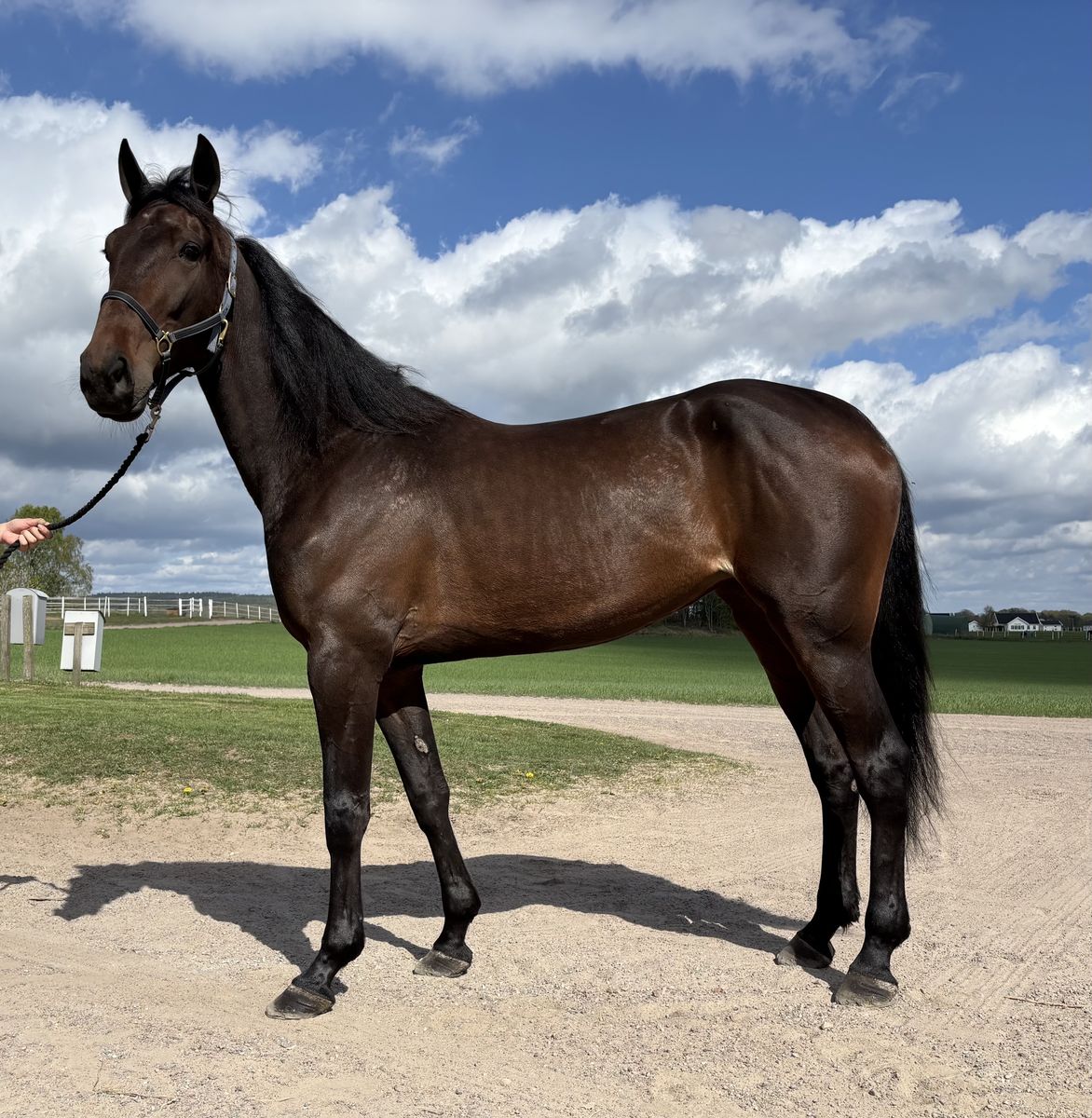 Magic Pearl – Travera.nu