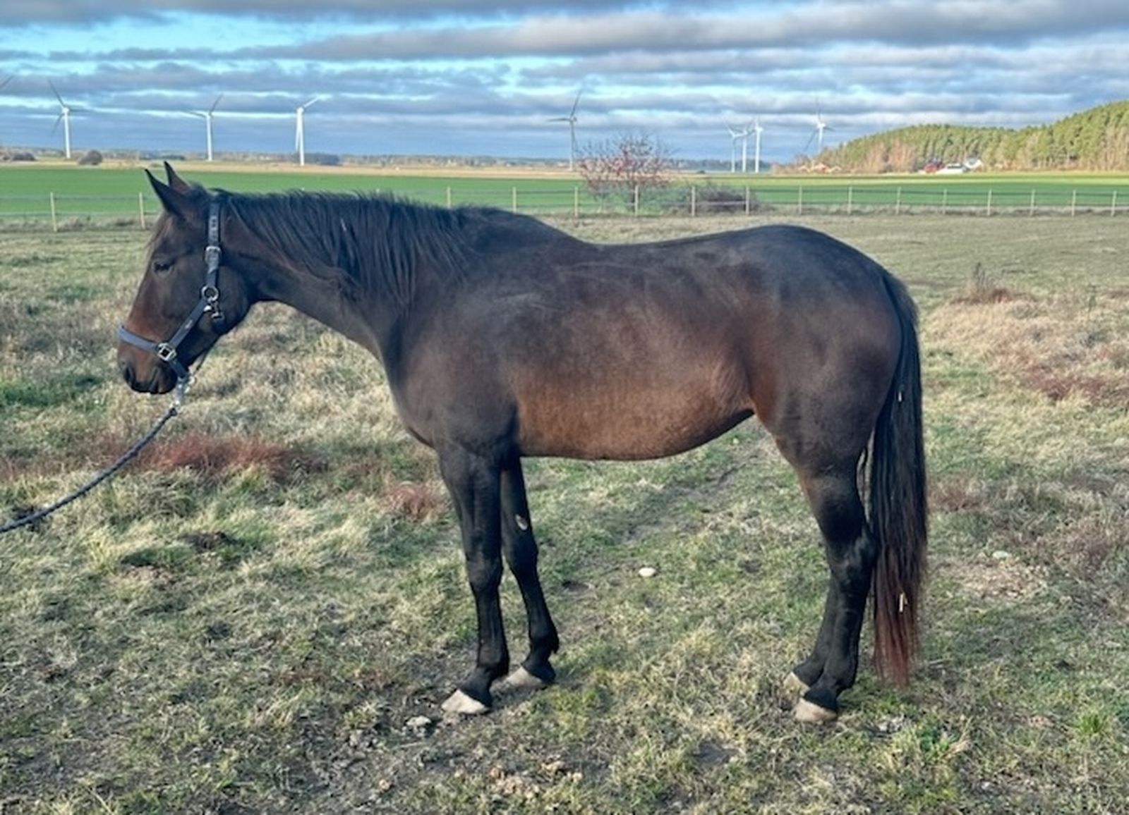 Mandatory – Travera.nu