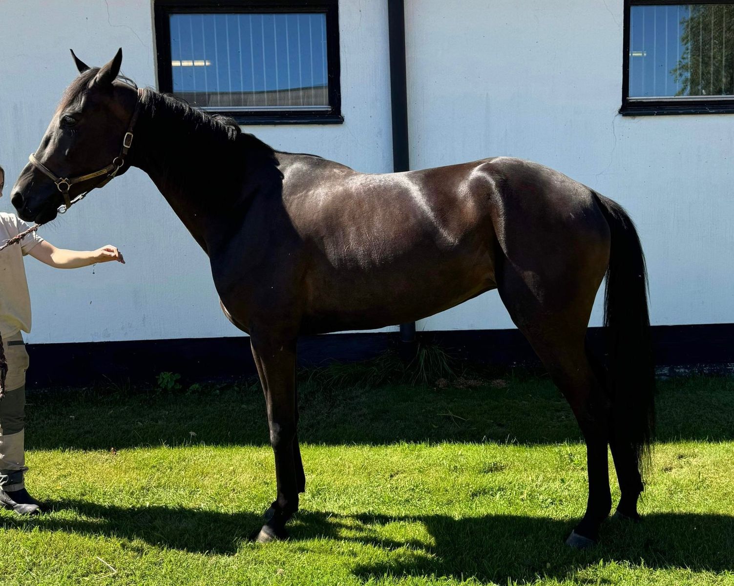 Mandrill Kuce – Travera.nu