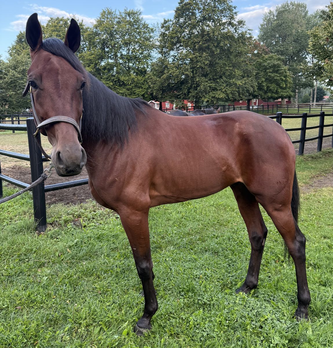 Leopard Rock – Travera.nu