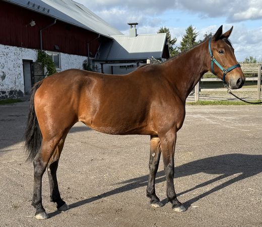 Magic Solutions – Travera.nu