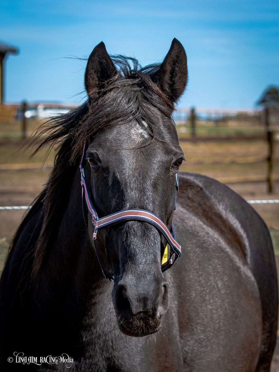 Jolokia – SRF Stable 5 november – Partnerauktion – Travera.nu