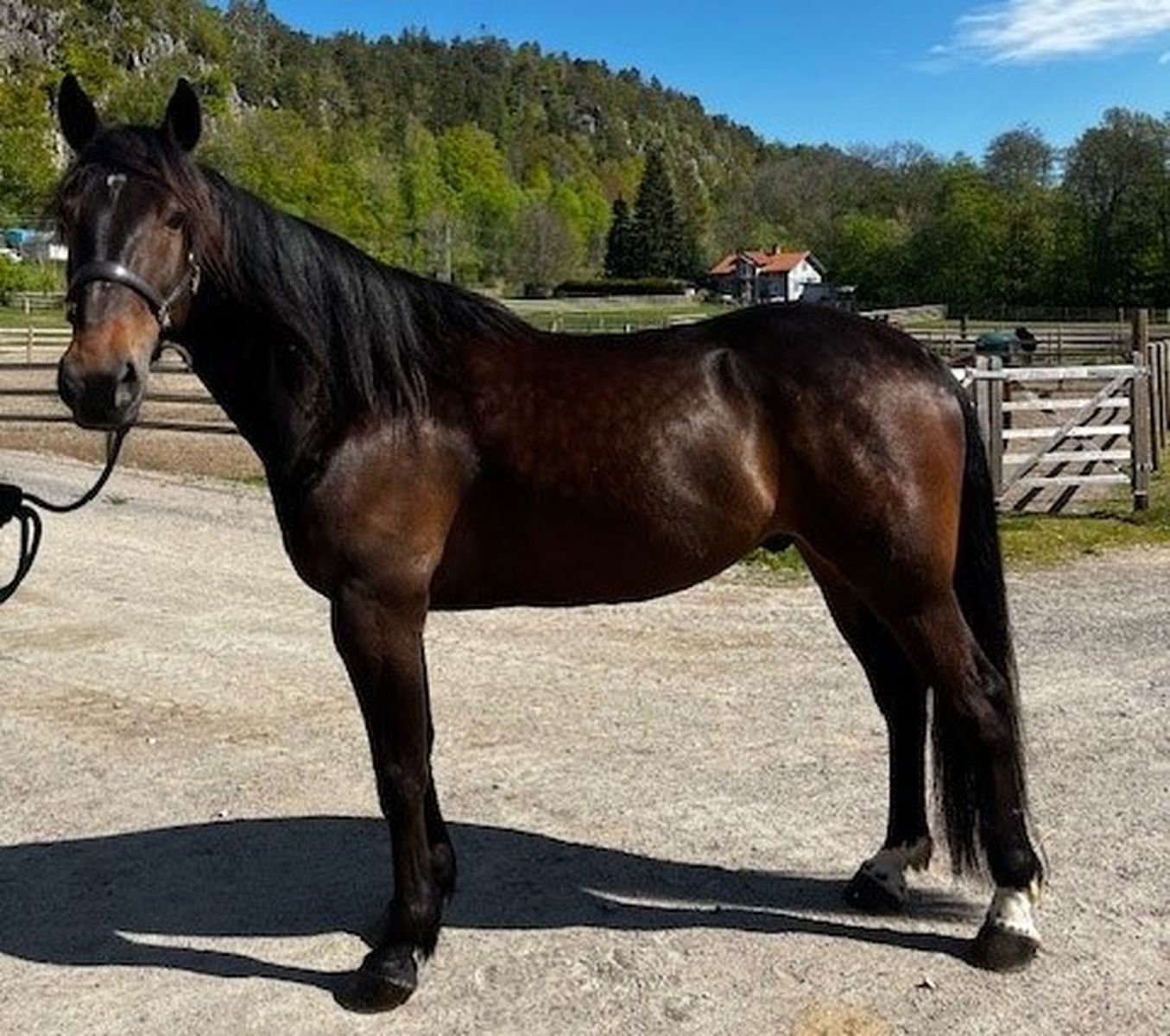 Kenmore Snapper – Travera.nu