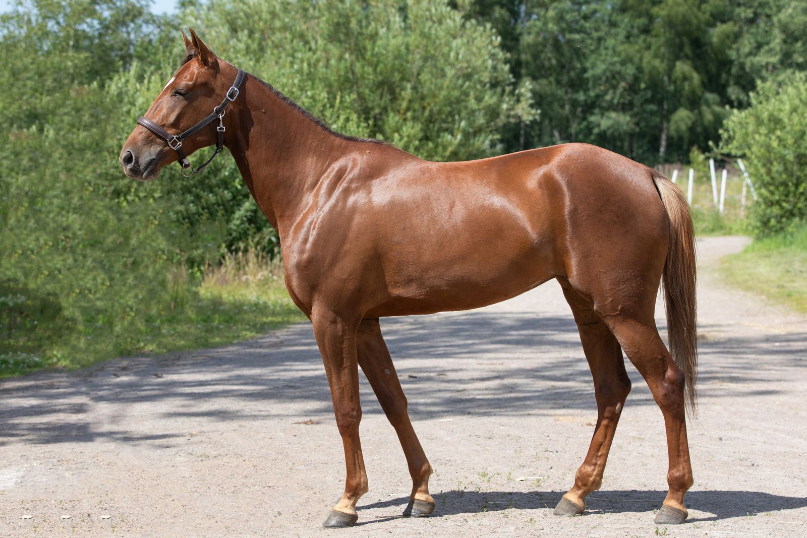 Lea Quick Leka – Travera.nu