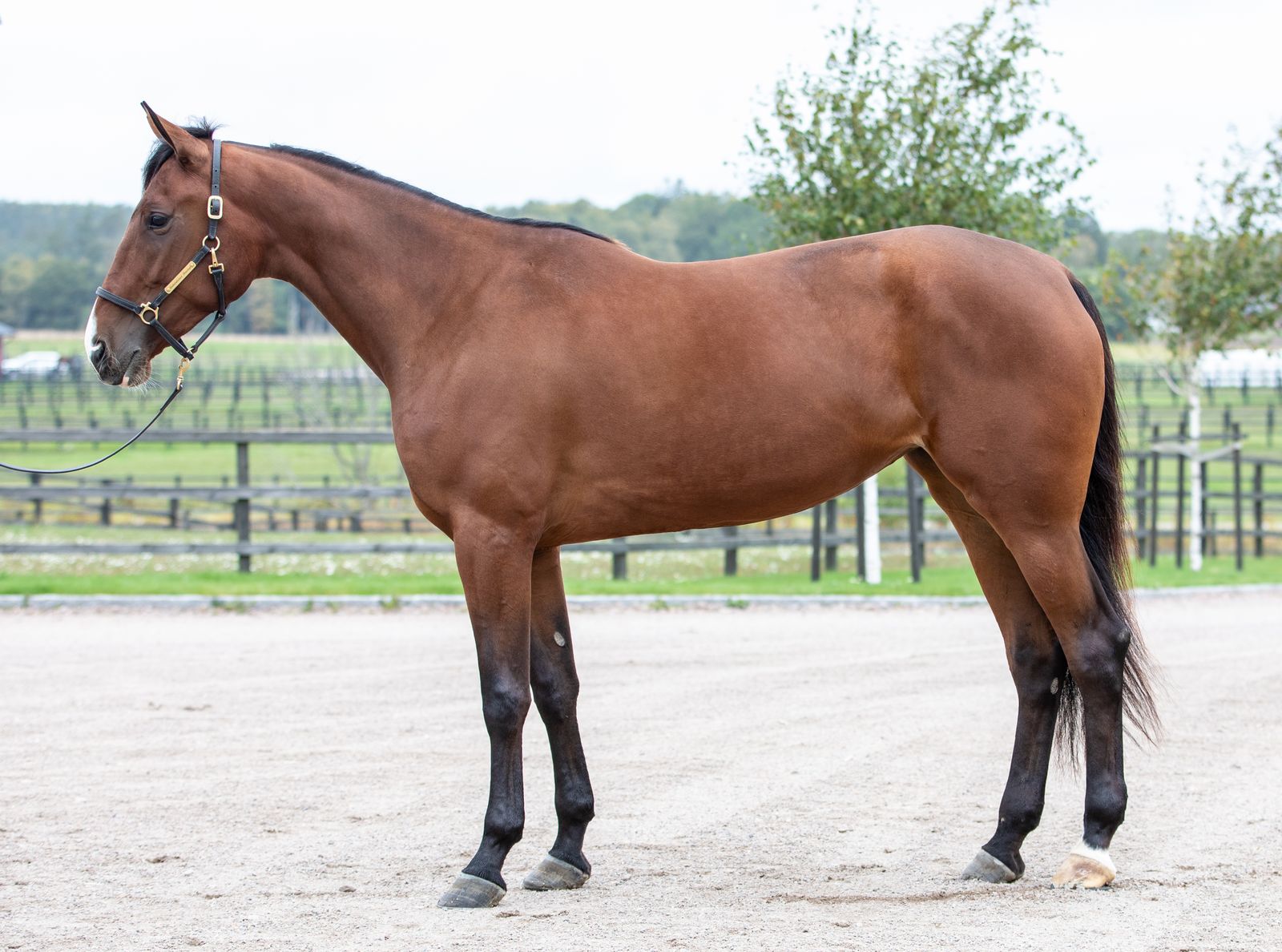 Mahak Mary – Travera.nu