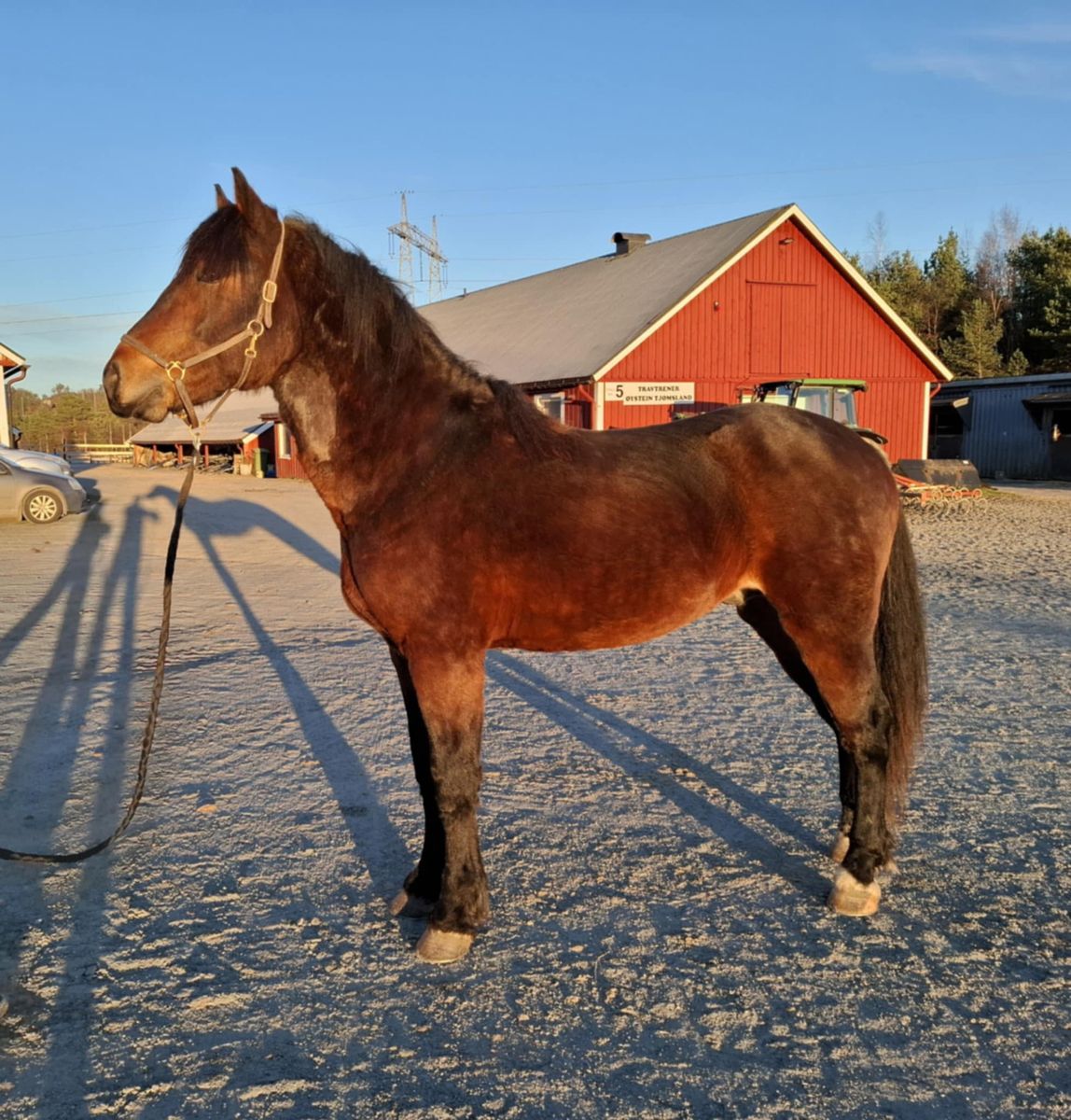 Modd Leijk – Travera.nu