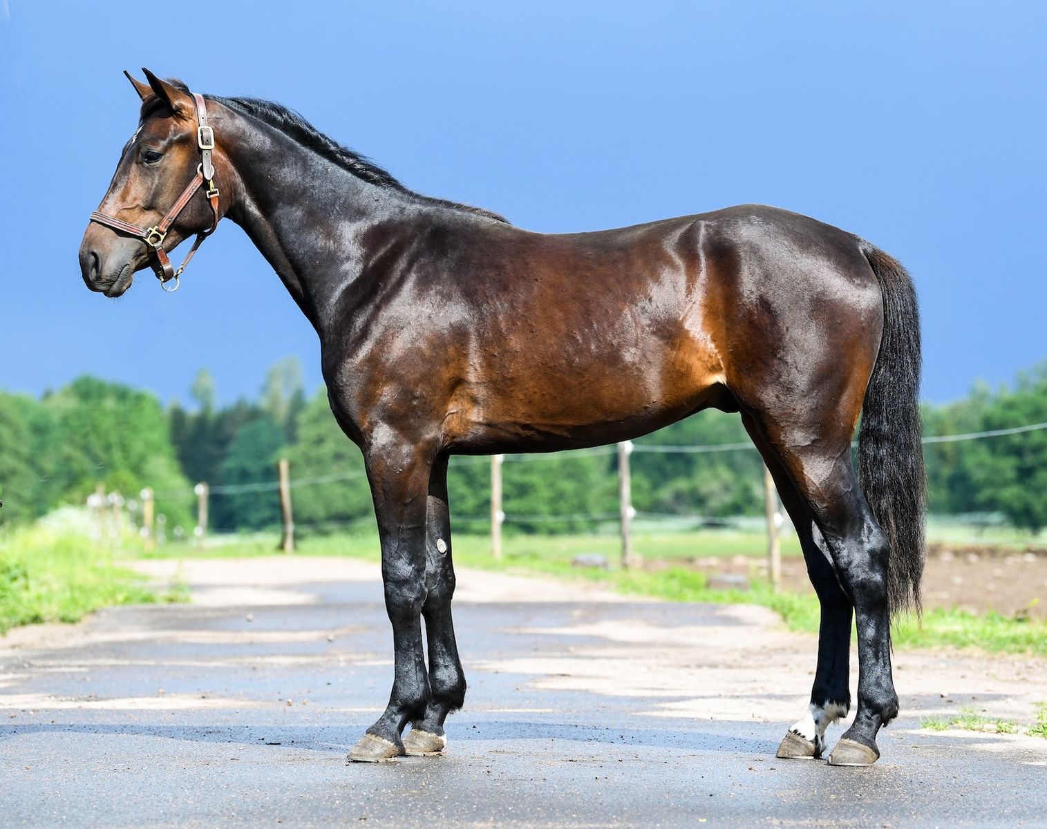 Morgoth Sisu – Travera.nu